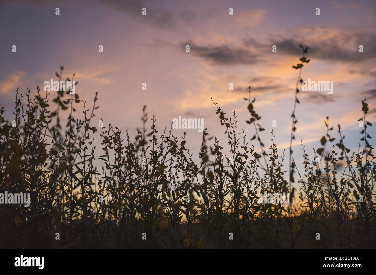 Chanvre indien Banque de photographies et d’images à haute résolution ...