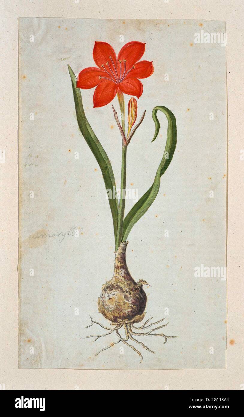 Valotta en fleurs Banque de photographies et d’images à haute ...