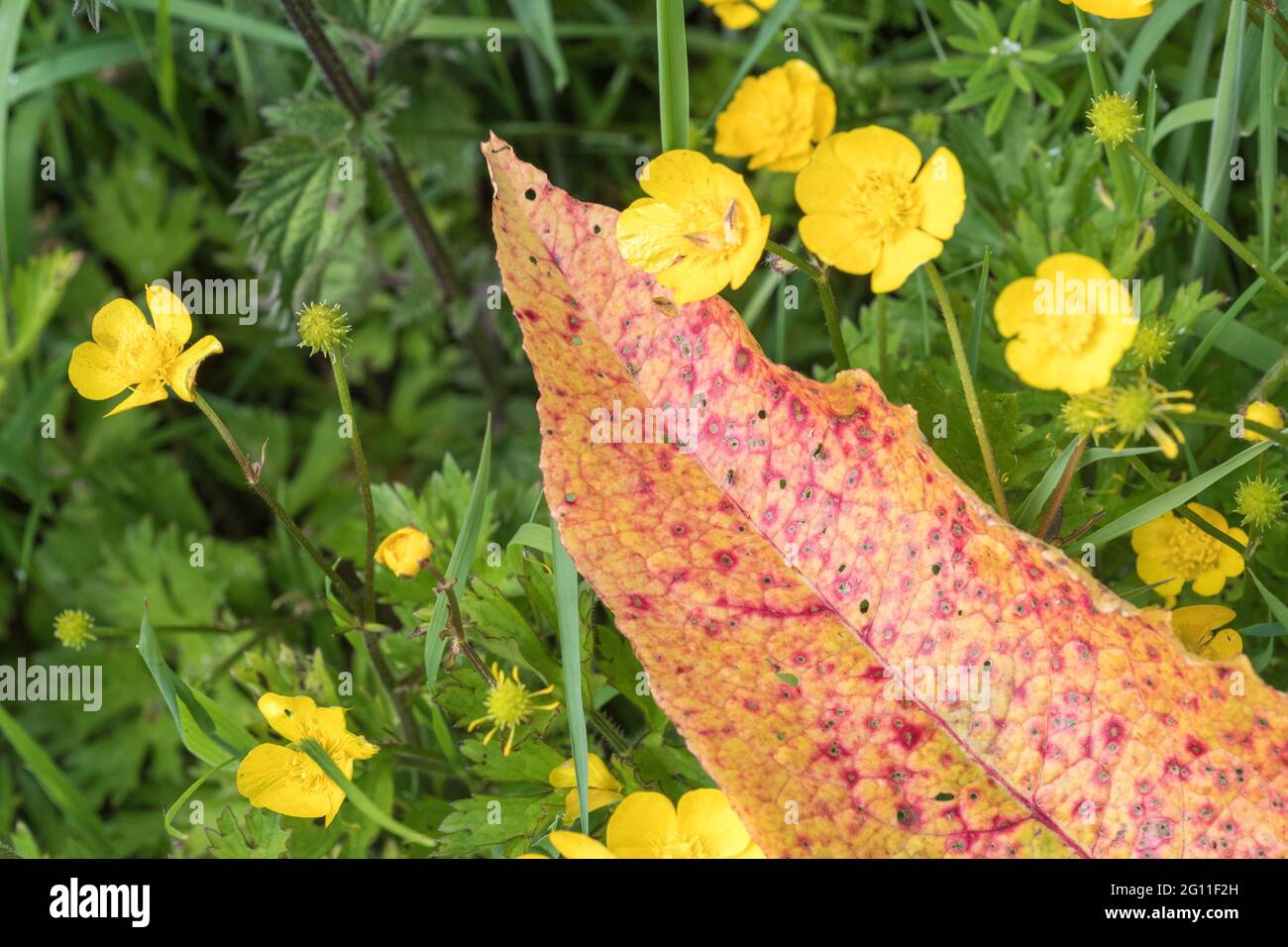 Feuille de quai malade Banque de photographies et d’images à haute ...