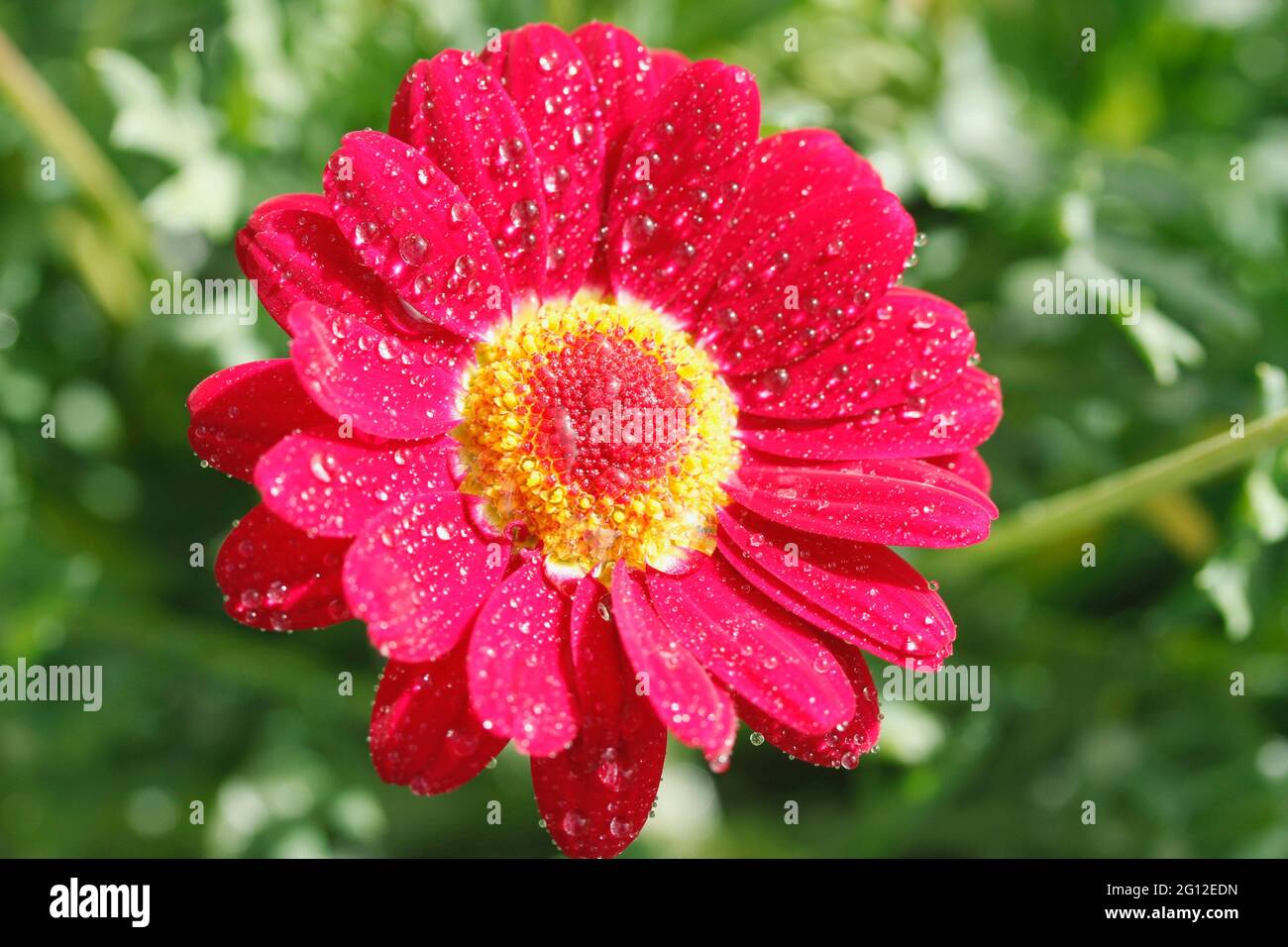 Fleur de marguerite rouge Banque de photographies et d’images à haute ...