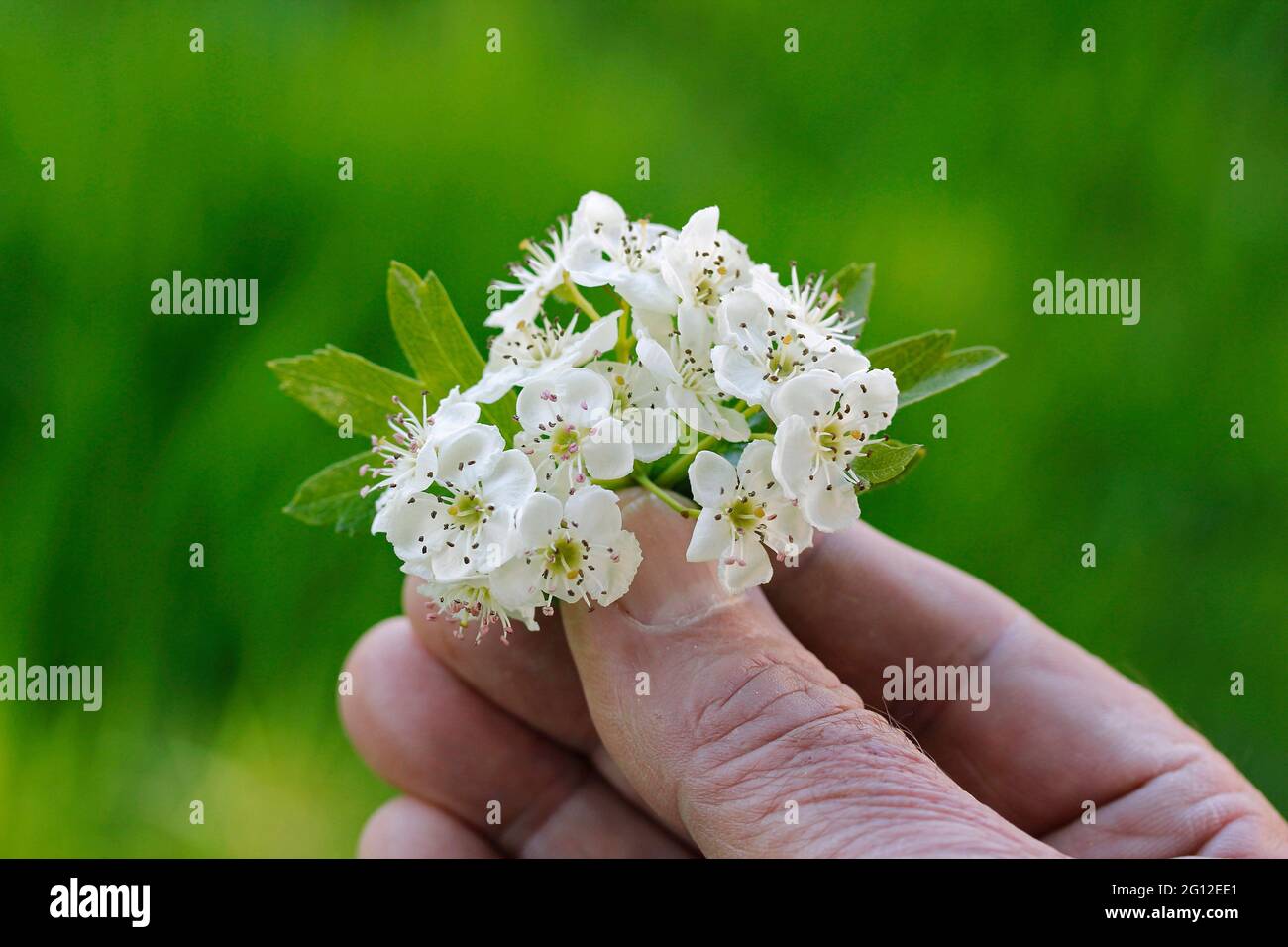 Feuille de crataegus monogyna Banque de photographies et d’images à ...