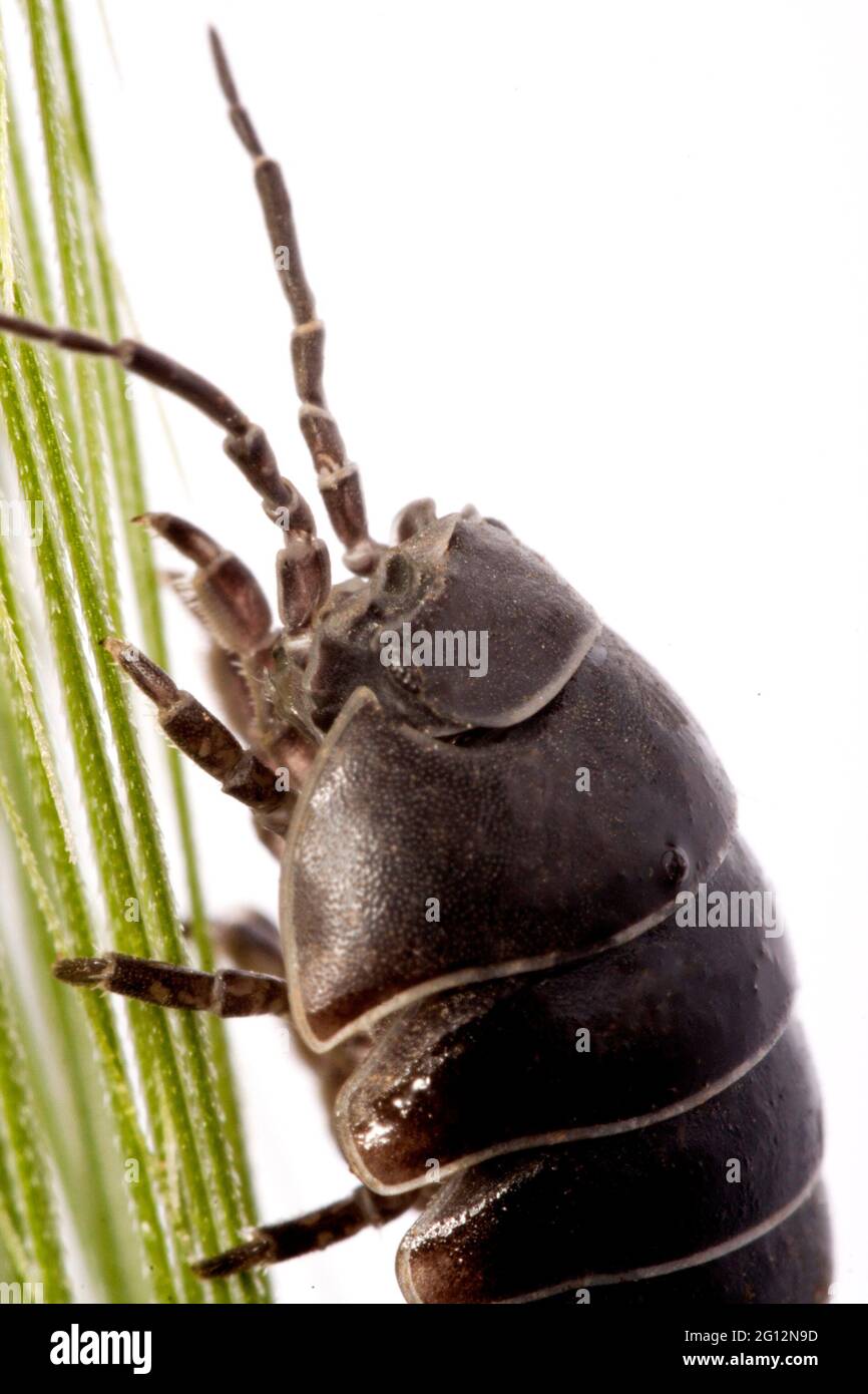 Cloportes communs Banque de photographies et d’images à haute ...