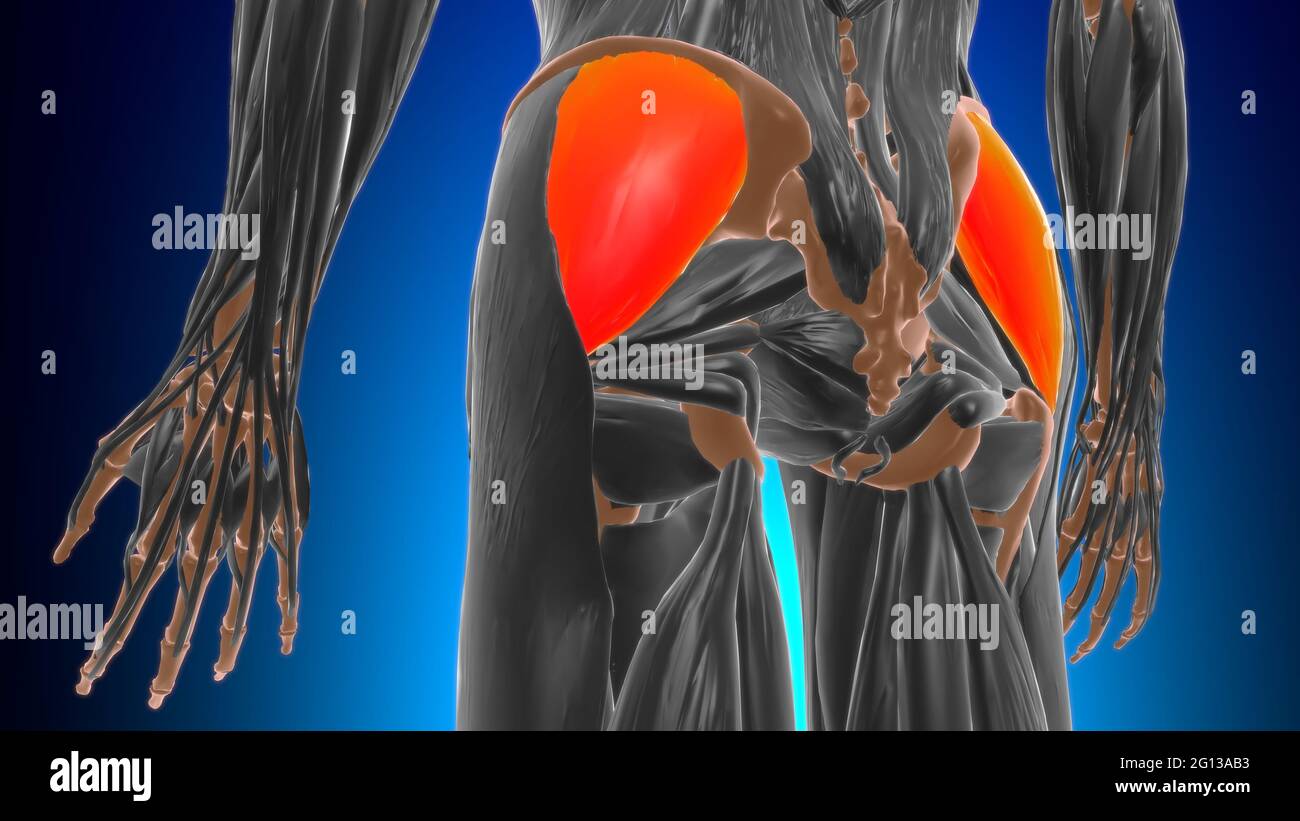 Muscle moyen fessier Banque de photographies et d’images à haute ...