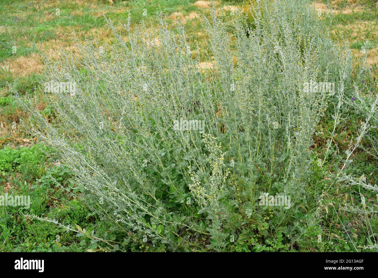 Absinthe artemisia absinthium Banque de photographies et d’images à haute résolution - Alamy