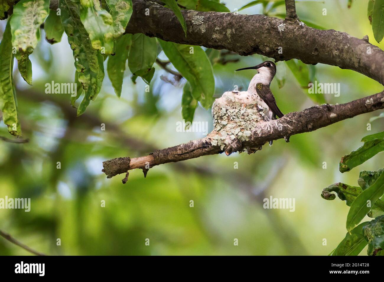 Nid De Colibris Banque d'image et photos - Alamy