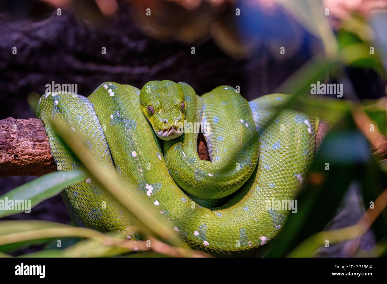 Python vert australien Banque de photographies et d’images à haute ...