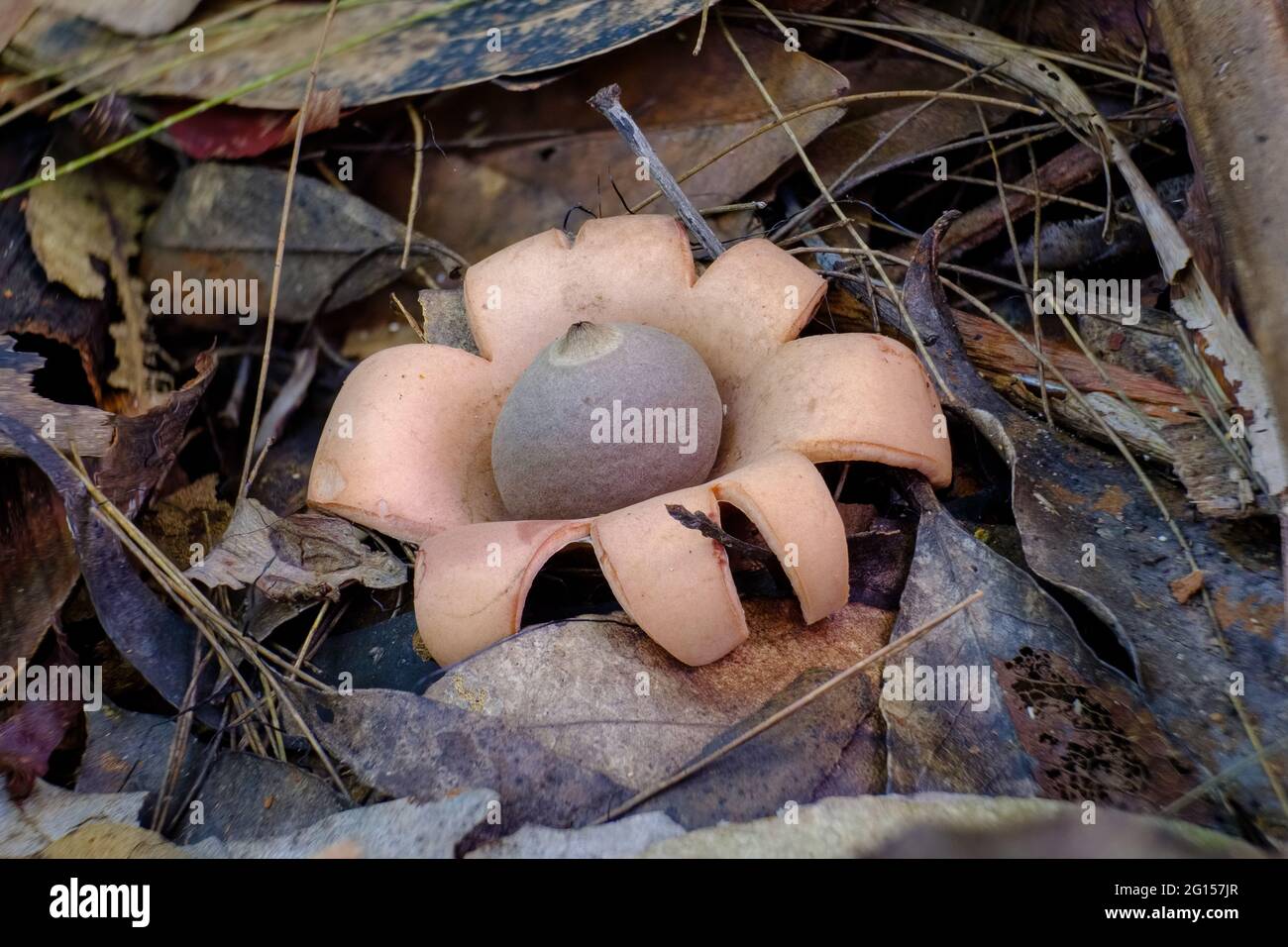 Geastrum sp Banque de photographies et d’images à haute résolution - Alamy