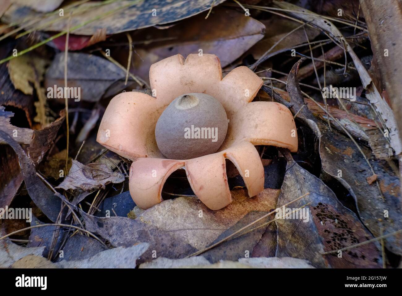 Geastrum sp Banque de photographies et d’images à haute résolution - Alamy