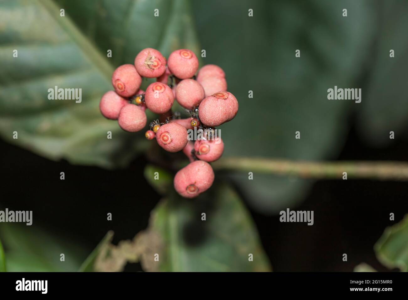 Fruits de la forêt tropicale Banque de photographies et d’images à ...