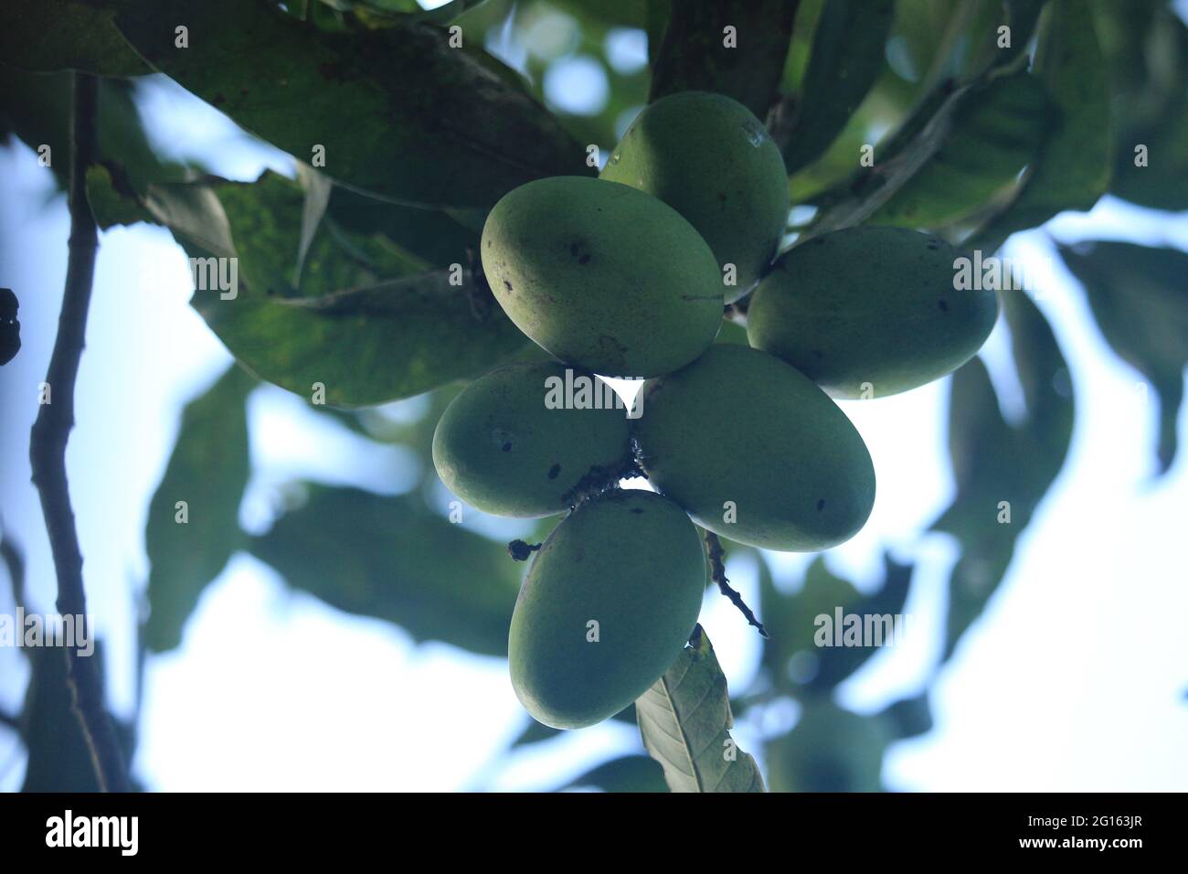 Belles mangues Banque de photographies et d’images à haute résolution ...