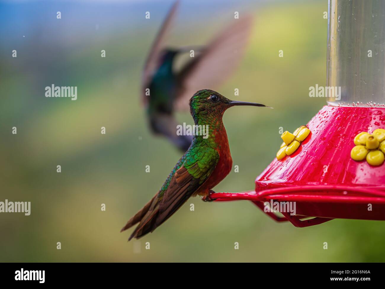 Bec colibri Banque de photographies et d’images à haute résolution - Alamy