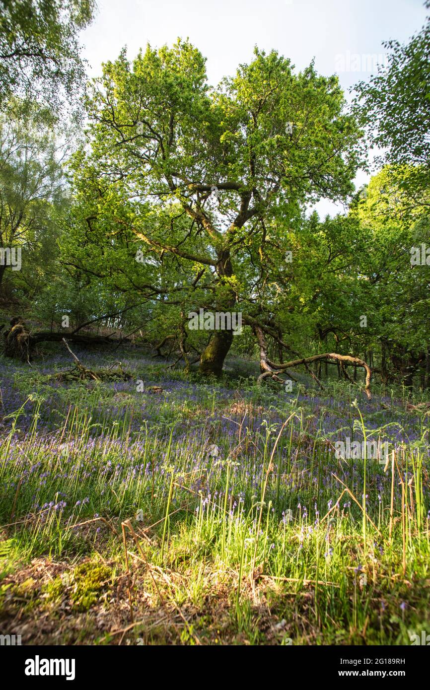 Petit bois de druim Banque de photographies et d’images à haute ...