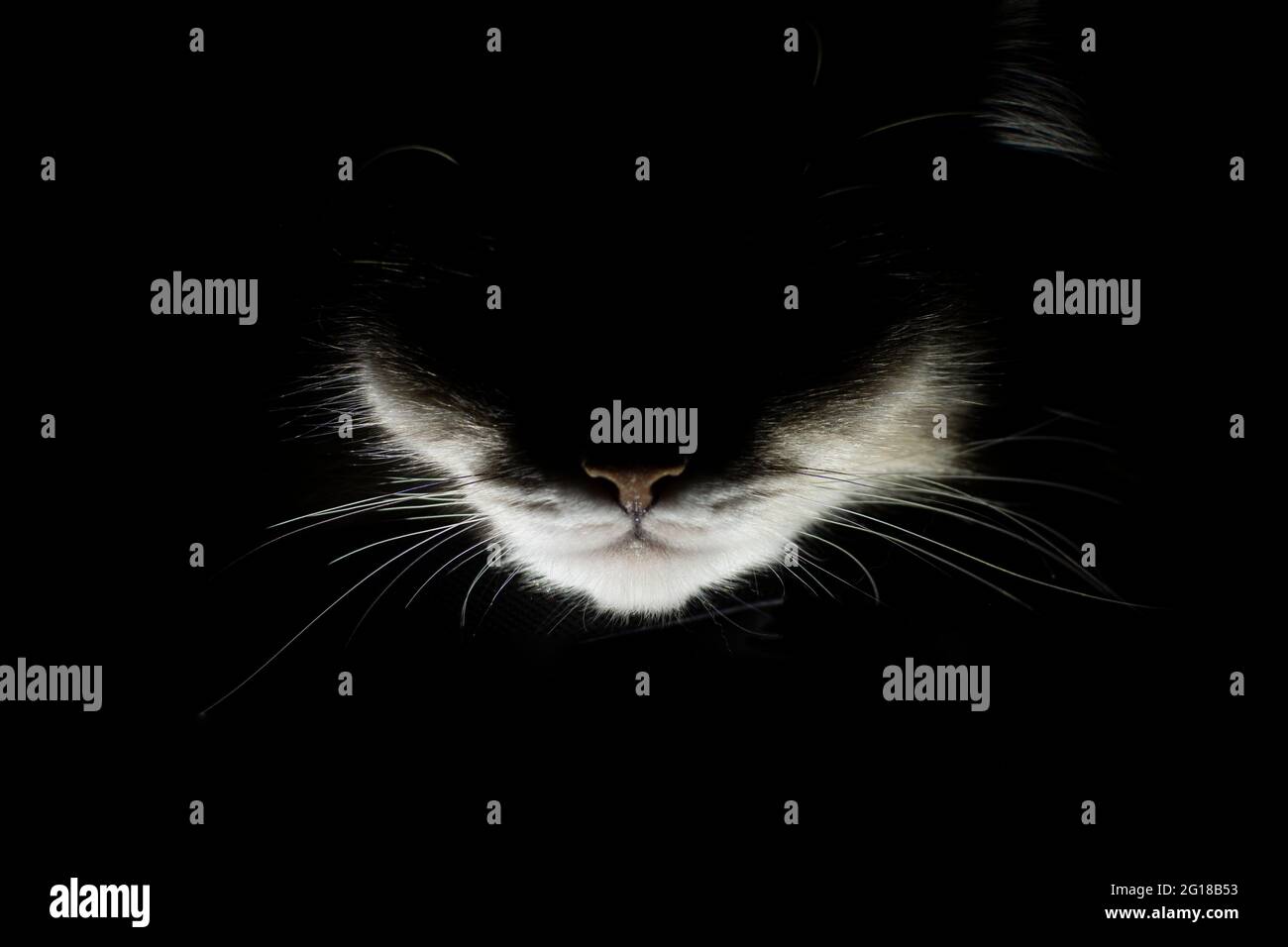 Chat effrayant Banque de photographies et d’images à haute résolution ...