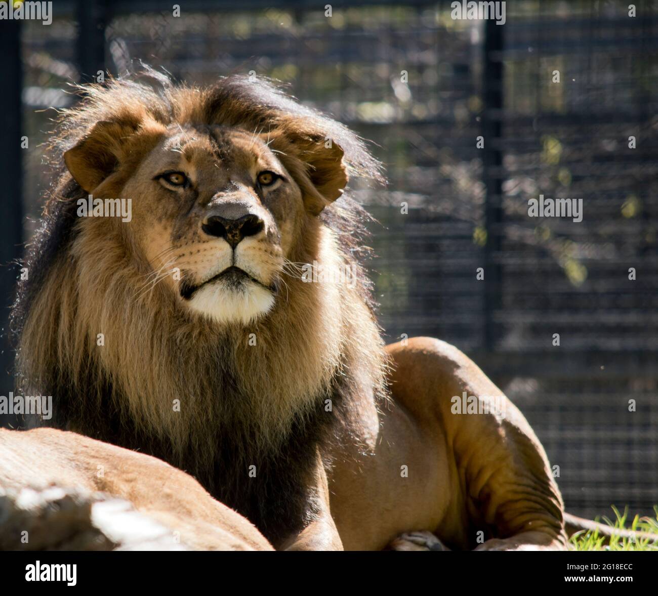 Lion dans la jungle Banque de photographies et d’images à haute ...