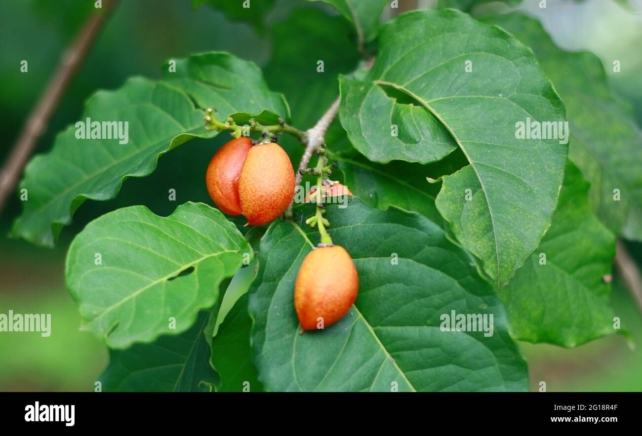 Le fruit de Bunchosia argentea ou de beurre d'arachide pousse sur la ...