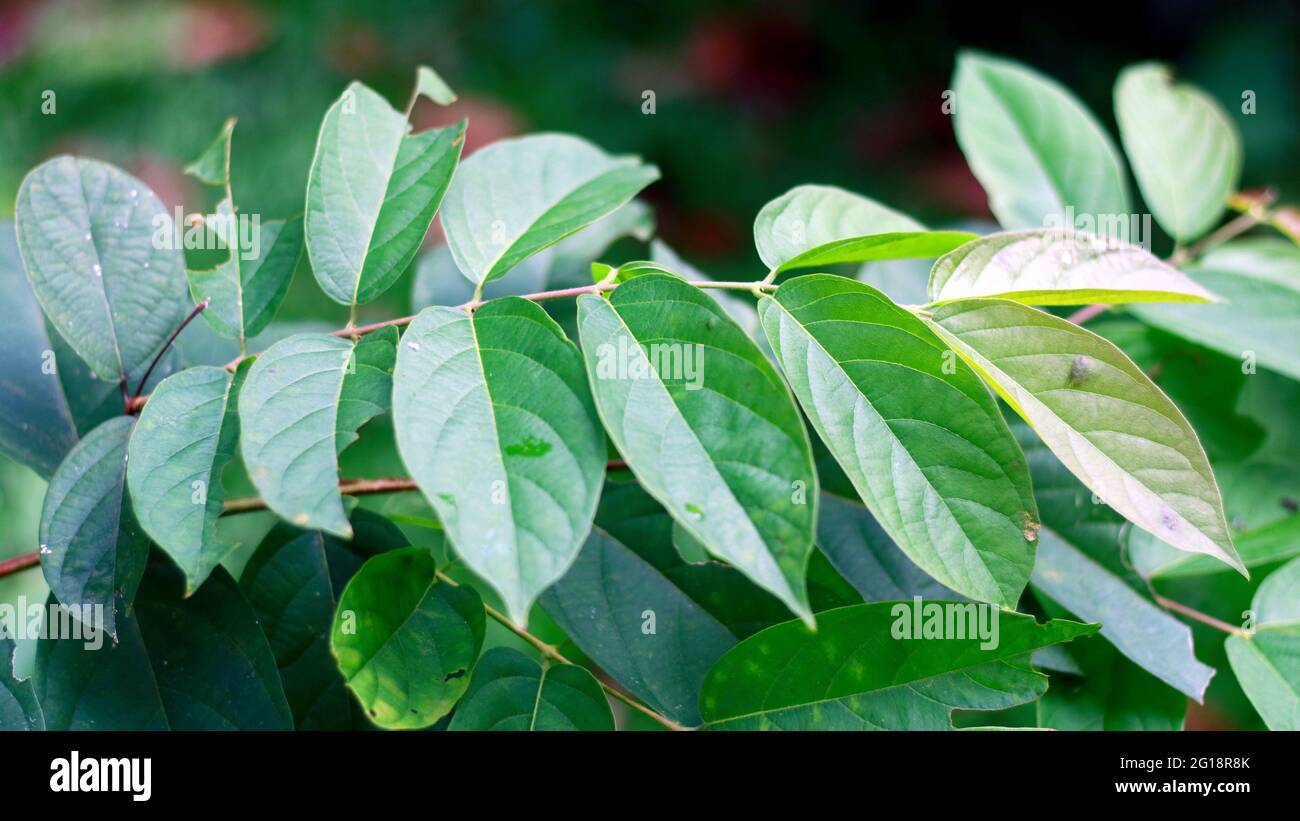Derris elliptica ou feuille de tuba sur la plante. Les racines de ...