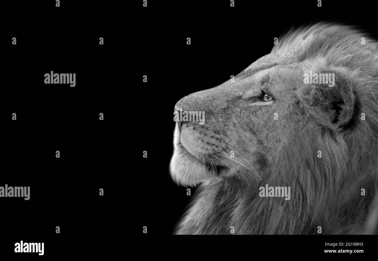 Lion regardant Banque de photographies et d’images à haute résolution ...