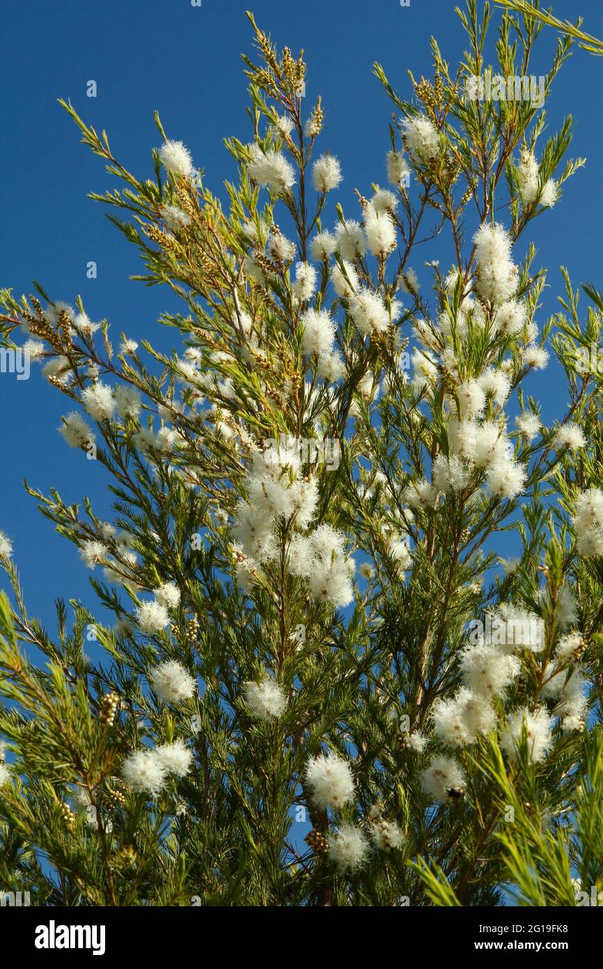 Melaleuca alternifolia Banque de photographies et d’images à haute ...