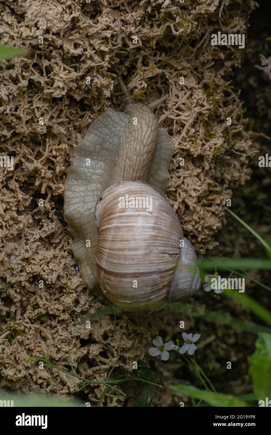 L'escargot (Helix pomatia) monte sur les dépôts de travertin Photo ...