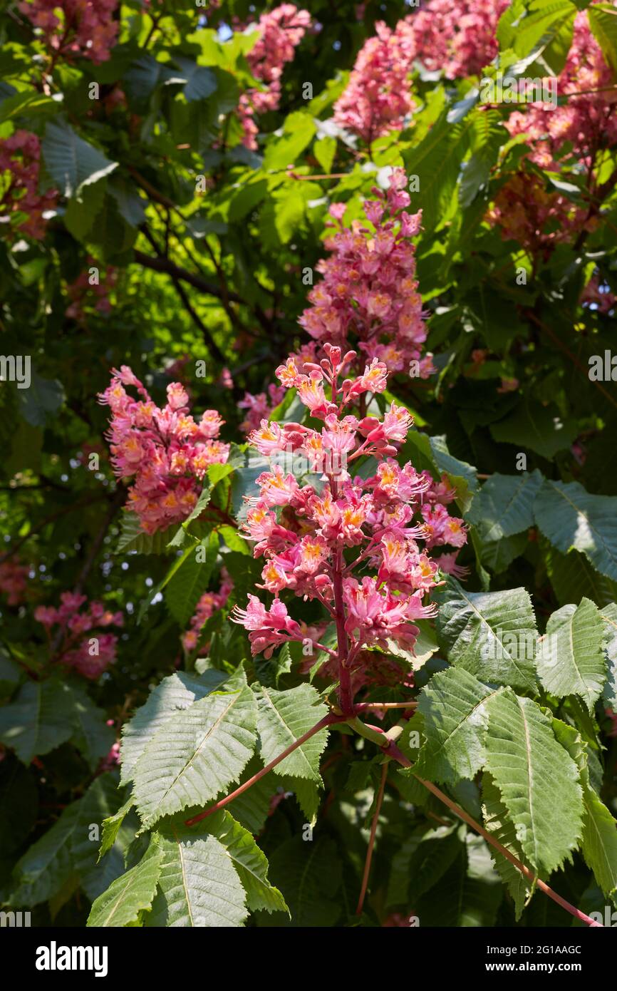 Feuillage de marronnier rouge aesculus x carnea Banque de photographies ...