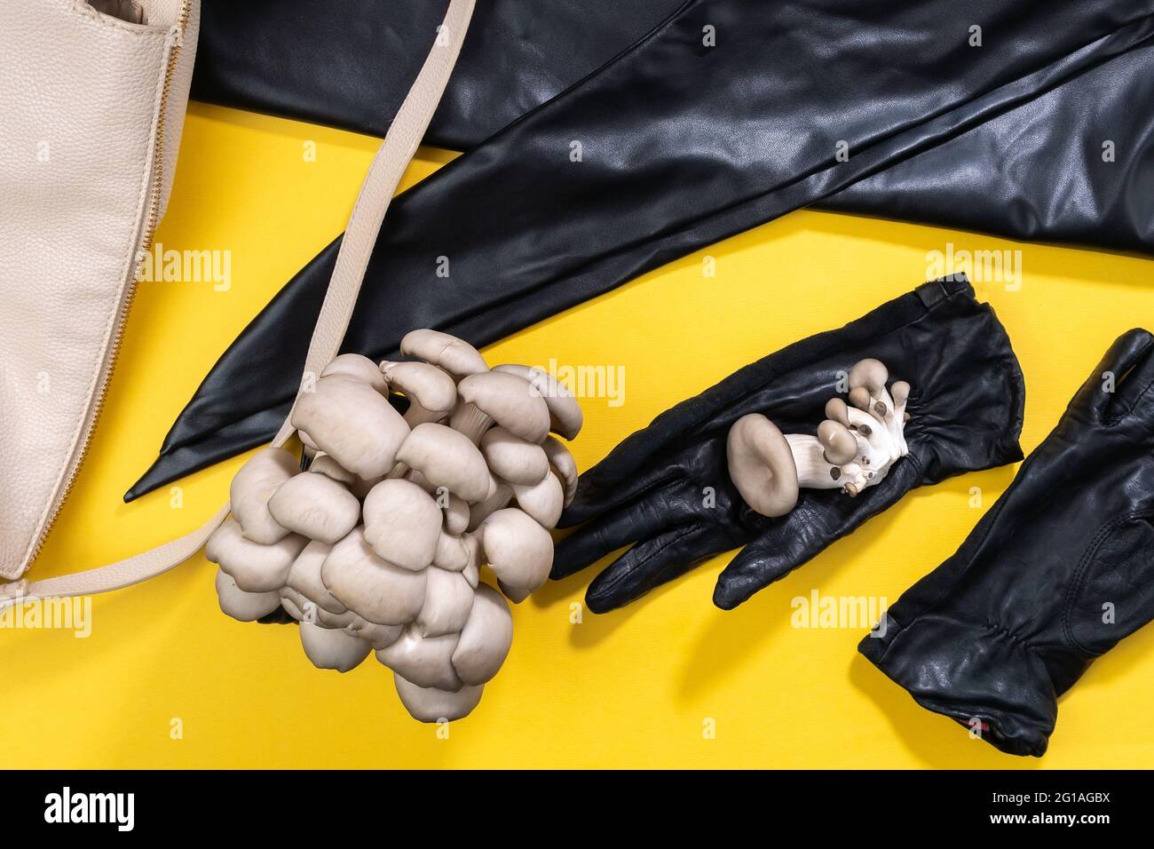 Fungal spores Banque de photographies et d’images à haute résolution ...