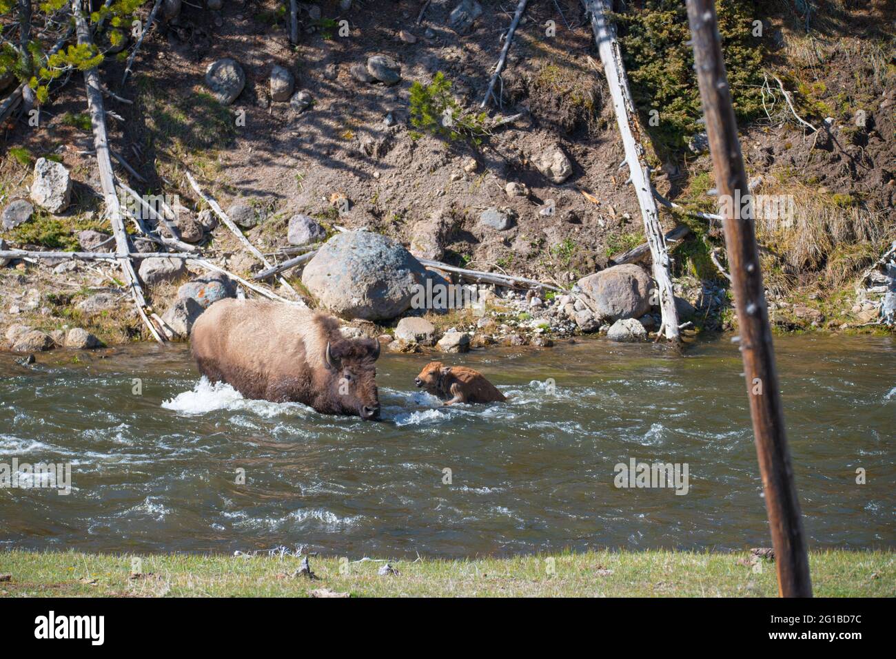 Bison dans la rivière Banque de photographies et d’images à haute ...