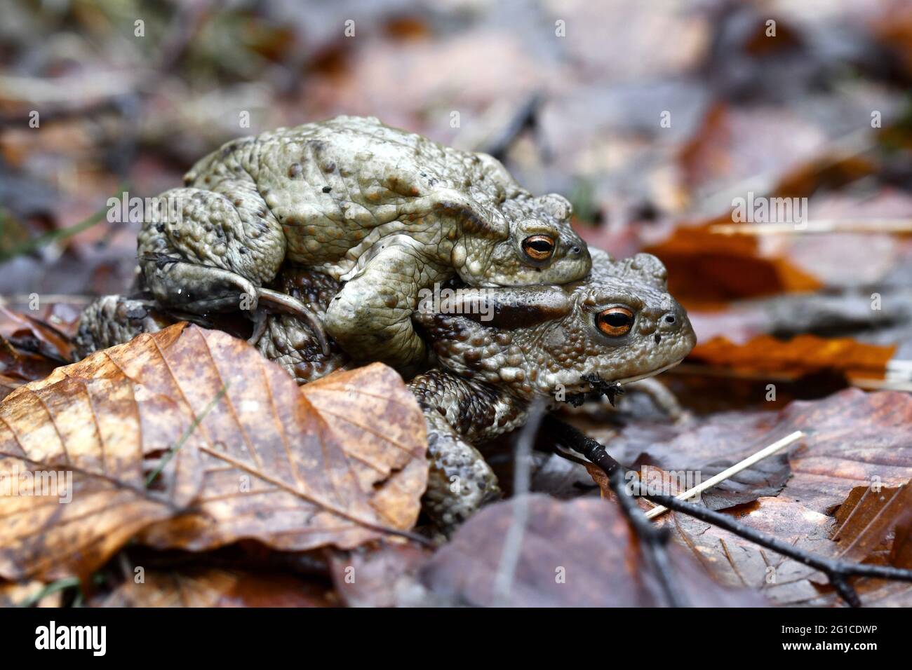 Accouplement De Crapaud Banque d'image et photos - Alamy