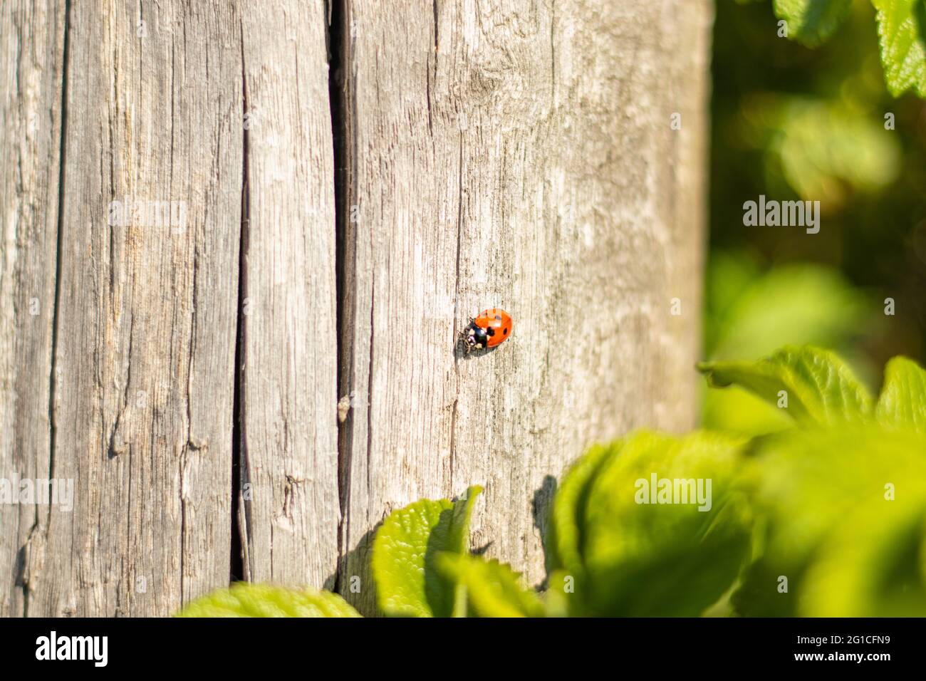 Poux de bois Banque de photographies et d’images à haute résolution - Alamy