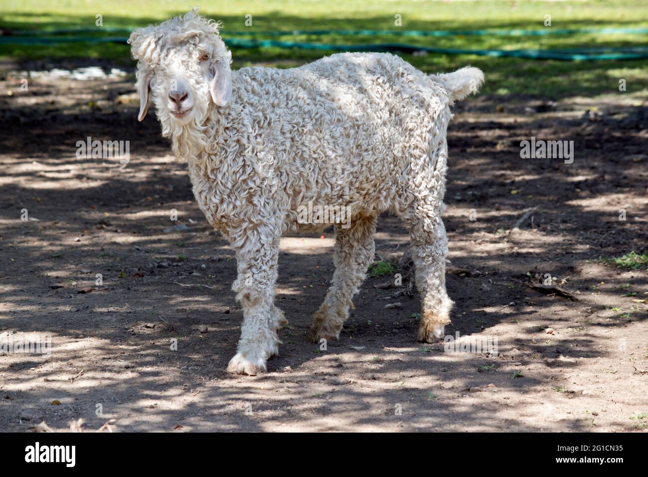 Angora goat fleece Banque de photographies et d’images à haute ...