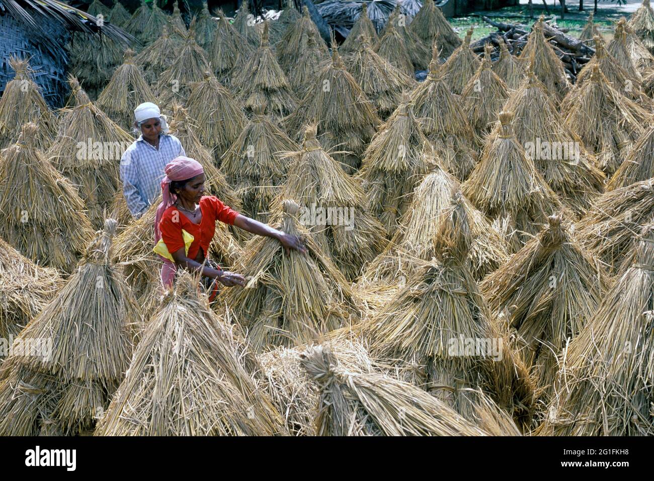 Récolte de riz en inde Banque de photographies et d’images à haute ...