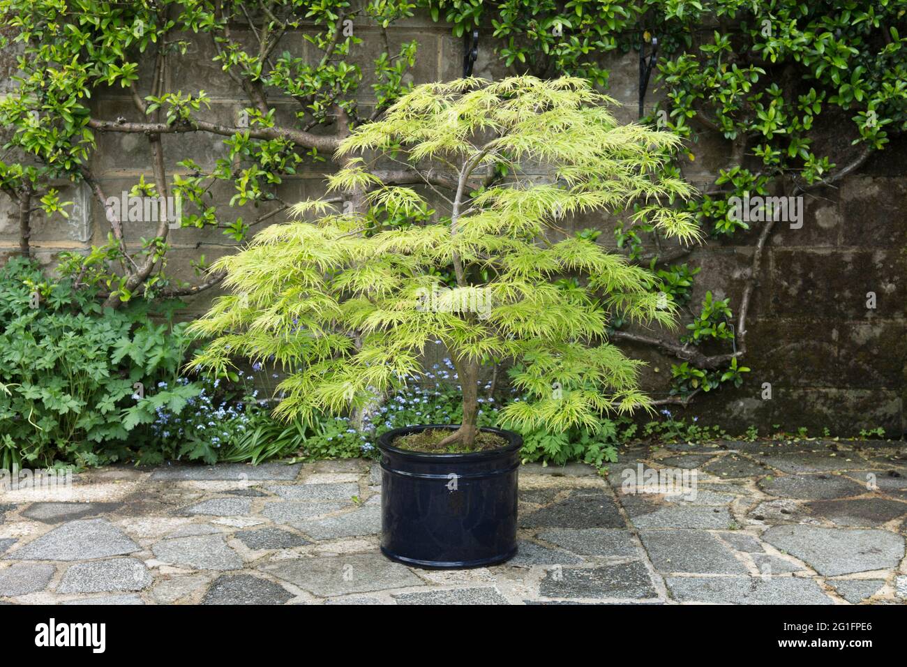 Acer palmatum dissectum viridis érable japonais, érable japonais ...