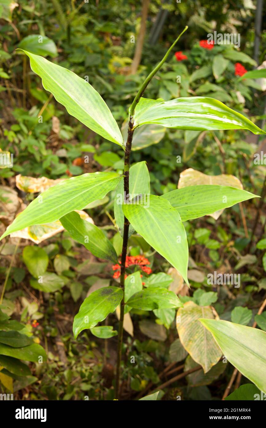 Costus afer Banque de photographies et d’images à haute résolution - Alamy