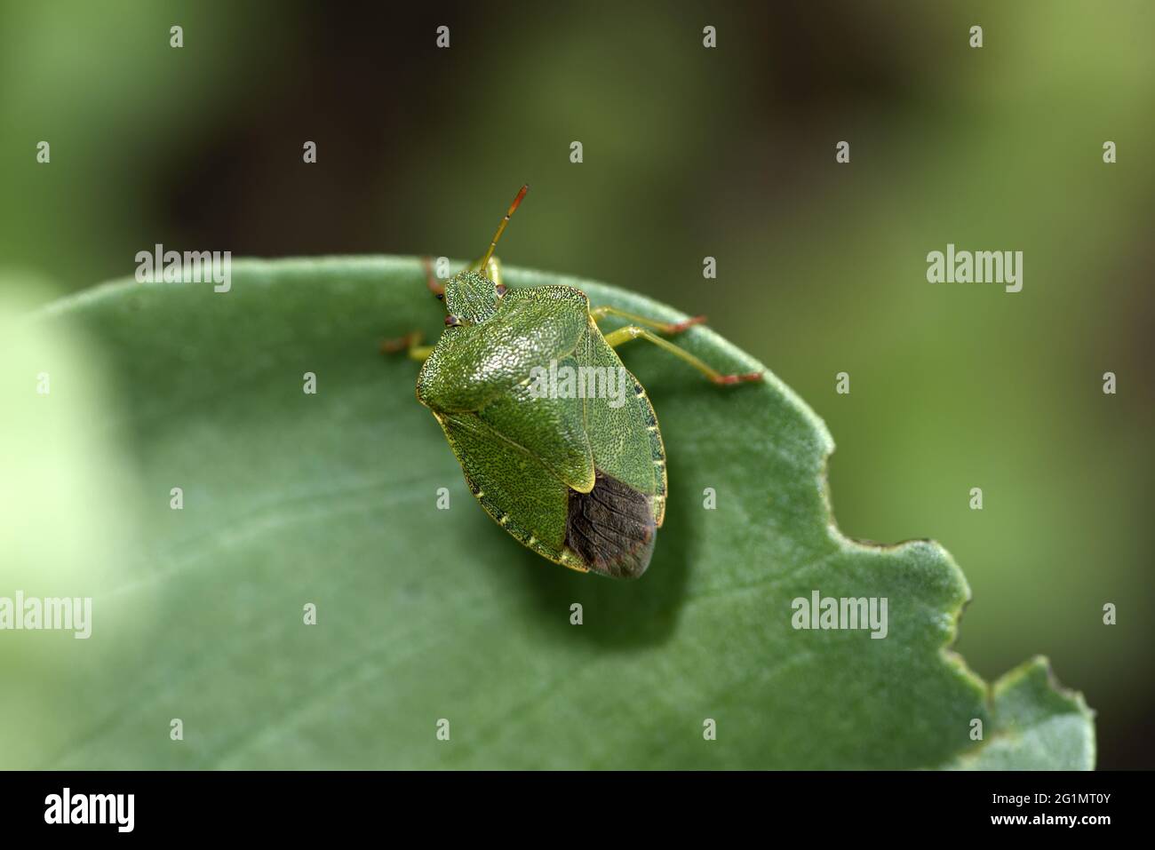 Jeune plant de fève Banque d'image et photos - Alamy