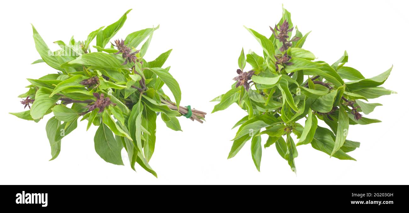 Purple basil ocimum basilicum Banque de photographies et d’images à ...