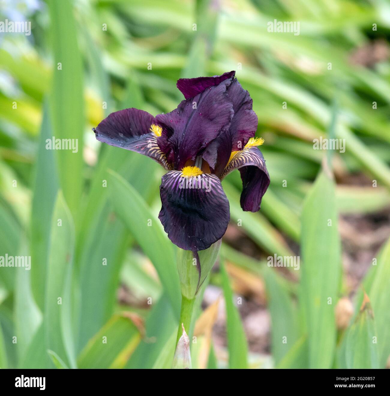 Iris rouge Banque de photographies et d’images à haute résolution - Alamy