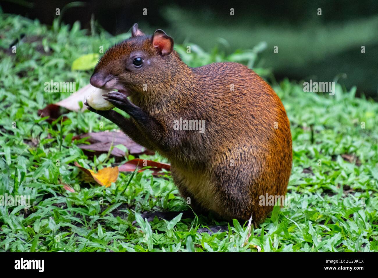 Costa rica agouti Banque de photographies et d’images à haute ...