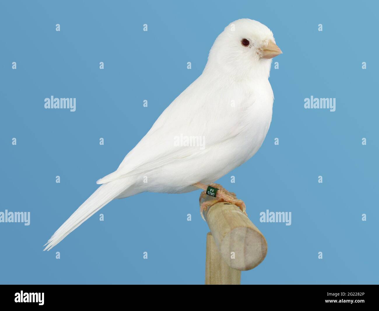 Oiseau canari domestique blanc perché dans une softbox Photo Stock - Alamy