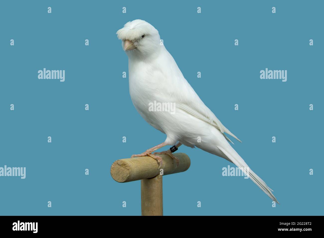 Canari blanc Banque de photographies et d’images à haute résolution - Alamy