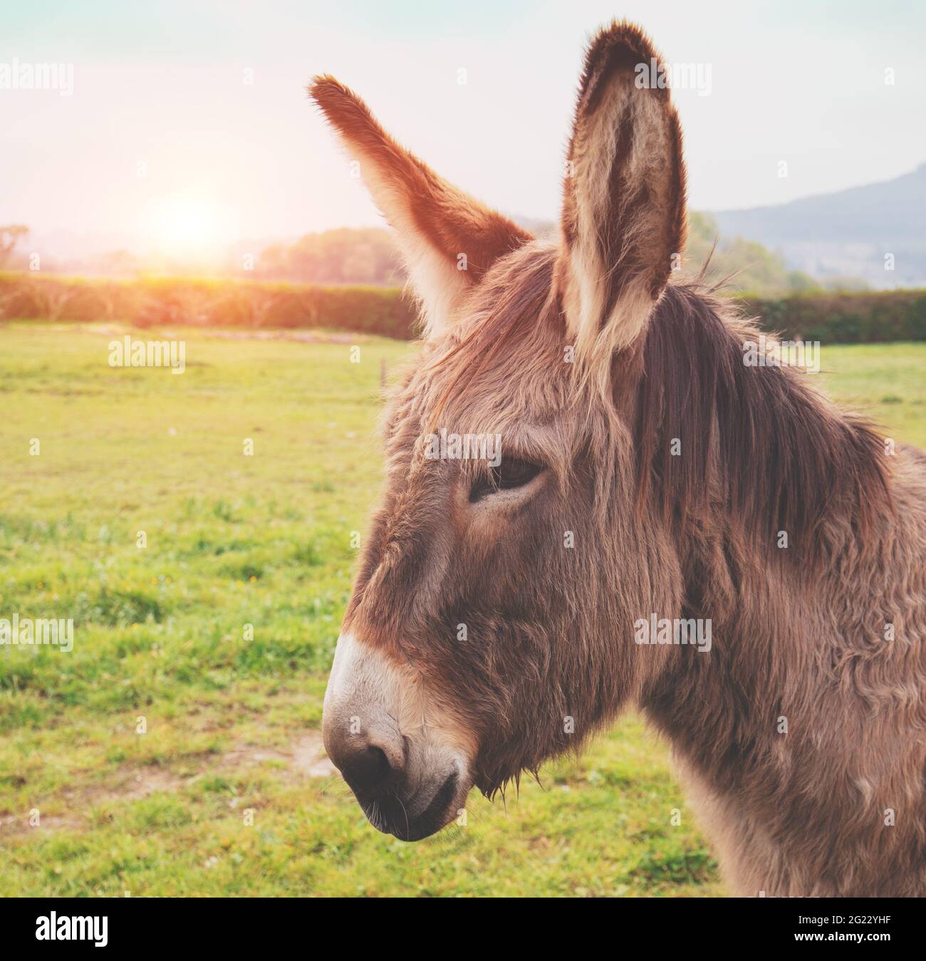 Donkey face portrait ears Banque de photographies et d’images à haute ...
