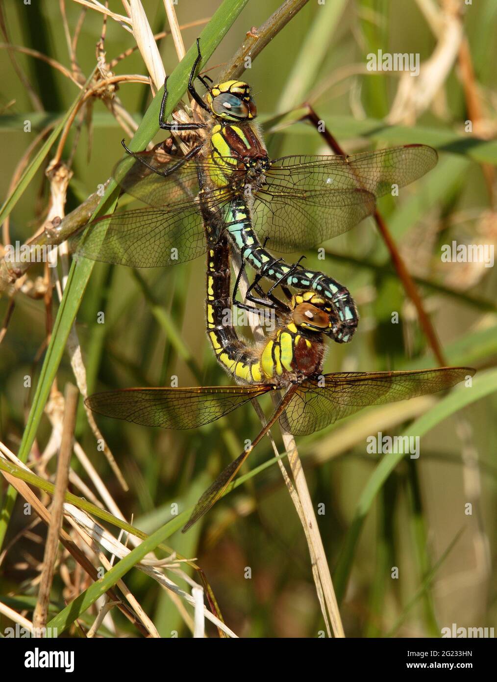 Libellules en train de s'accoupler Banque de photographies et d’images ...