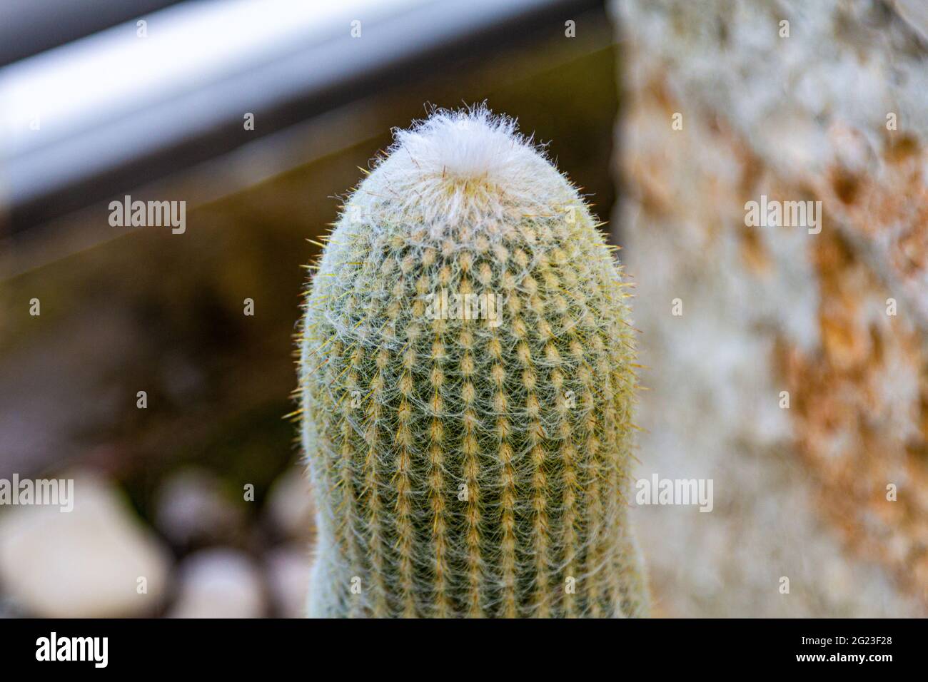 Aiguille de cactus Banque de photographies et d’images à haute ...