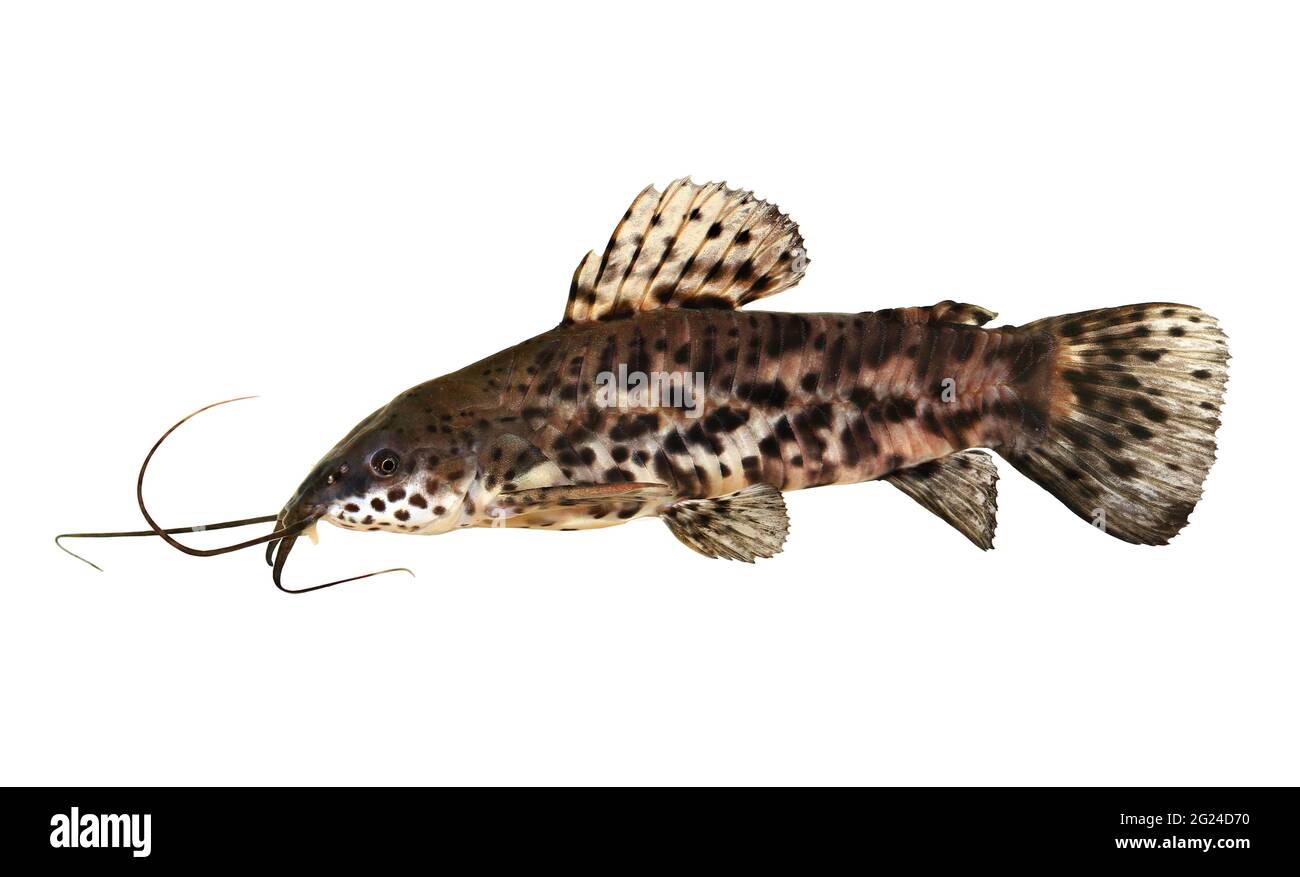 Poisson chat marin albinos Banque de photographies et d’images à haute ...