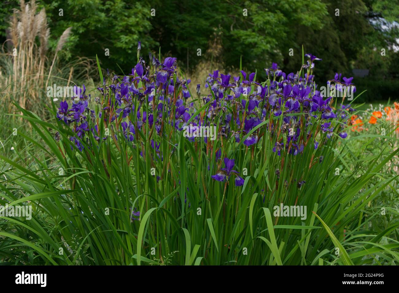 Crosse d'iris barbu violet dans le jardin avec des coquelicots et de l ...
