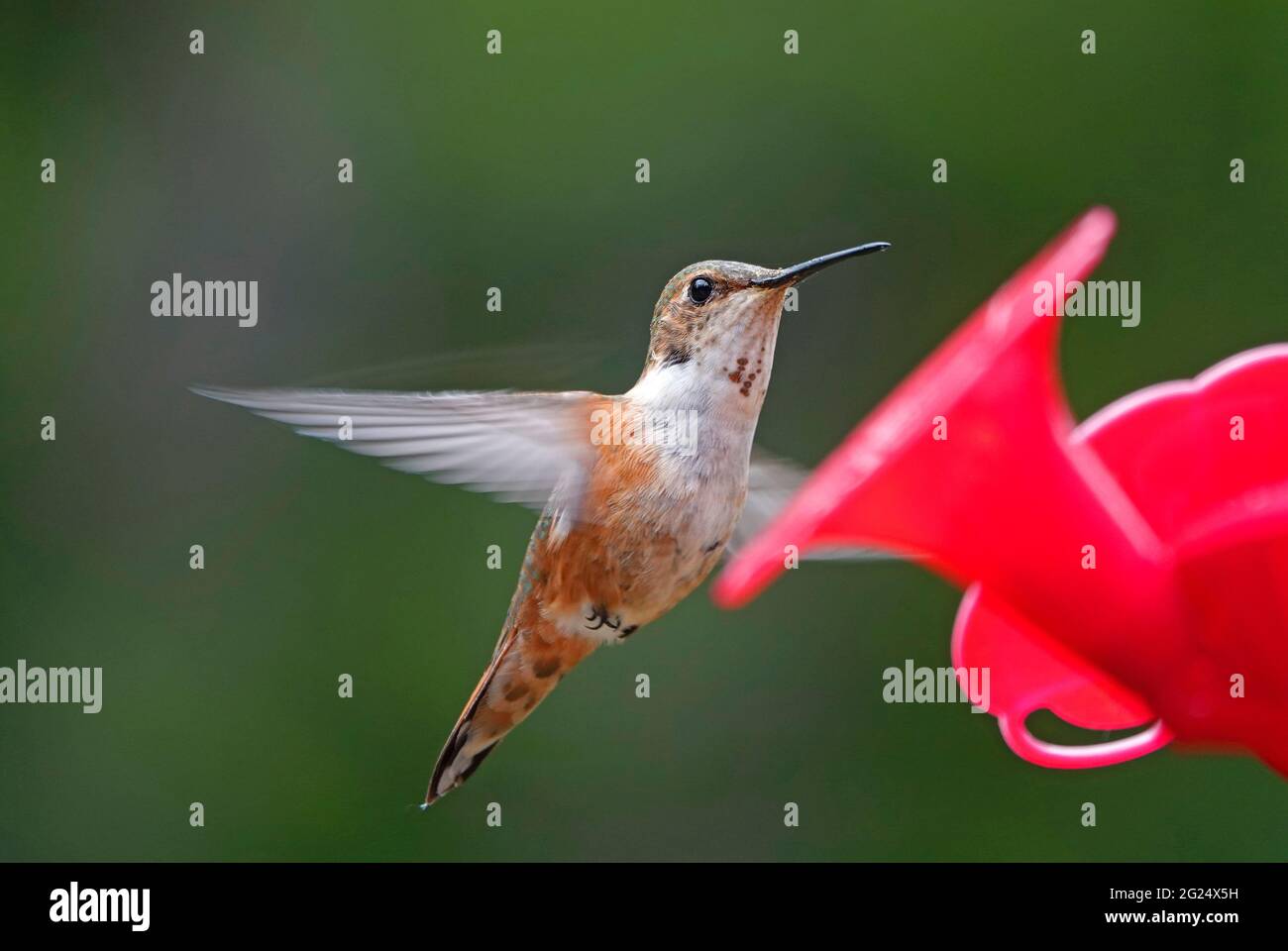 Cascade de colibris Banque de photographies et d’images à haute ...