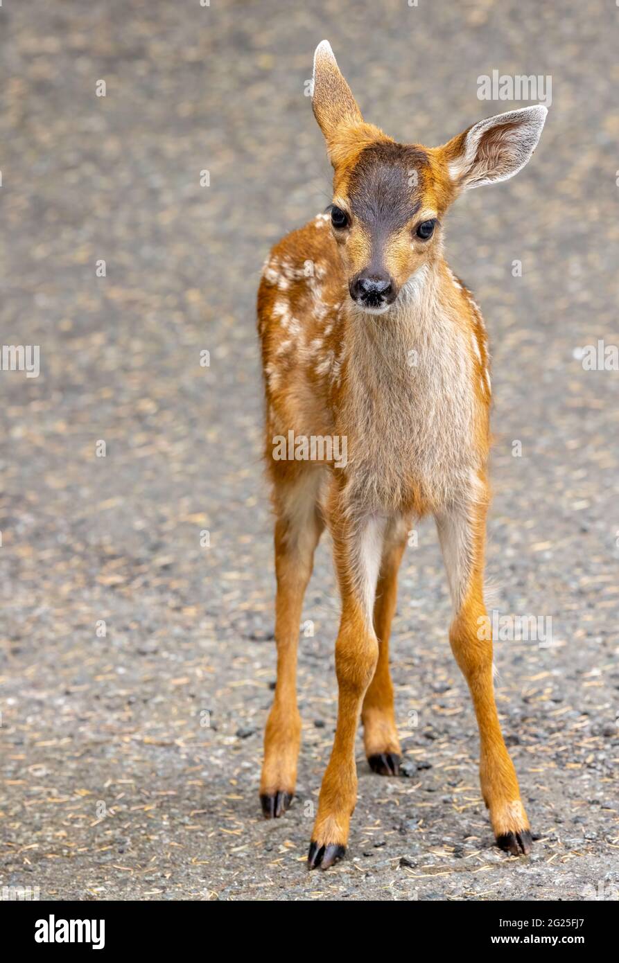 Queue de cerf Banque de photographies et d’images à haute résolution ...