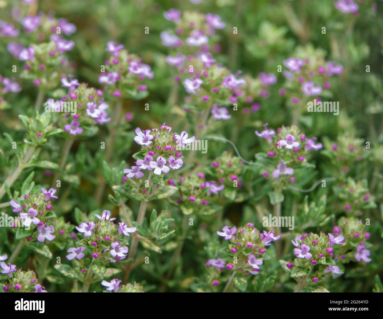 Thymus drucei Banque de photographies et d’images à haute résolution ...