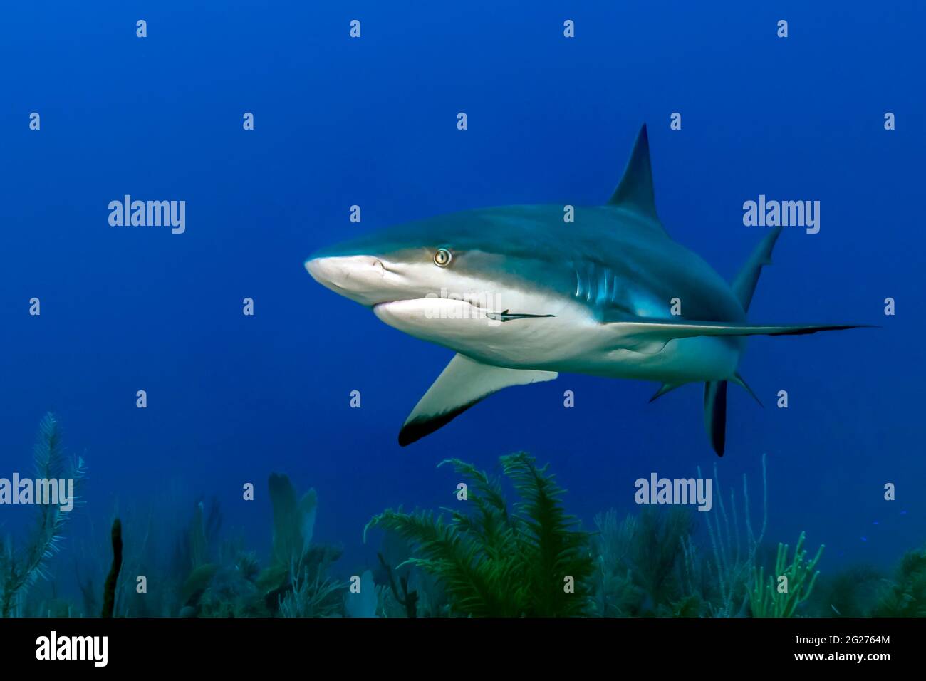 Requin gris de récif Banque de photographies et d’images à haute ...