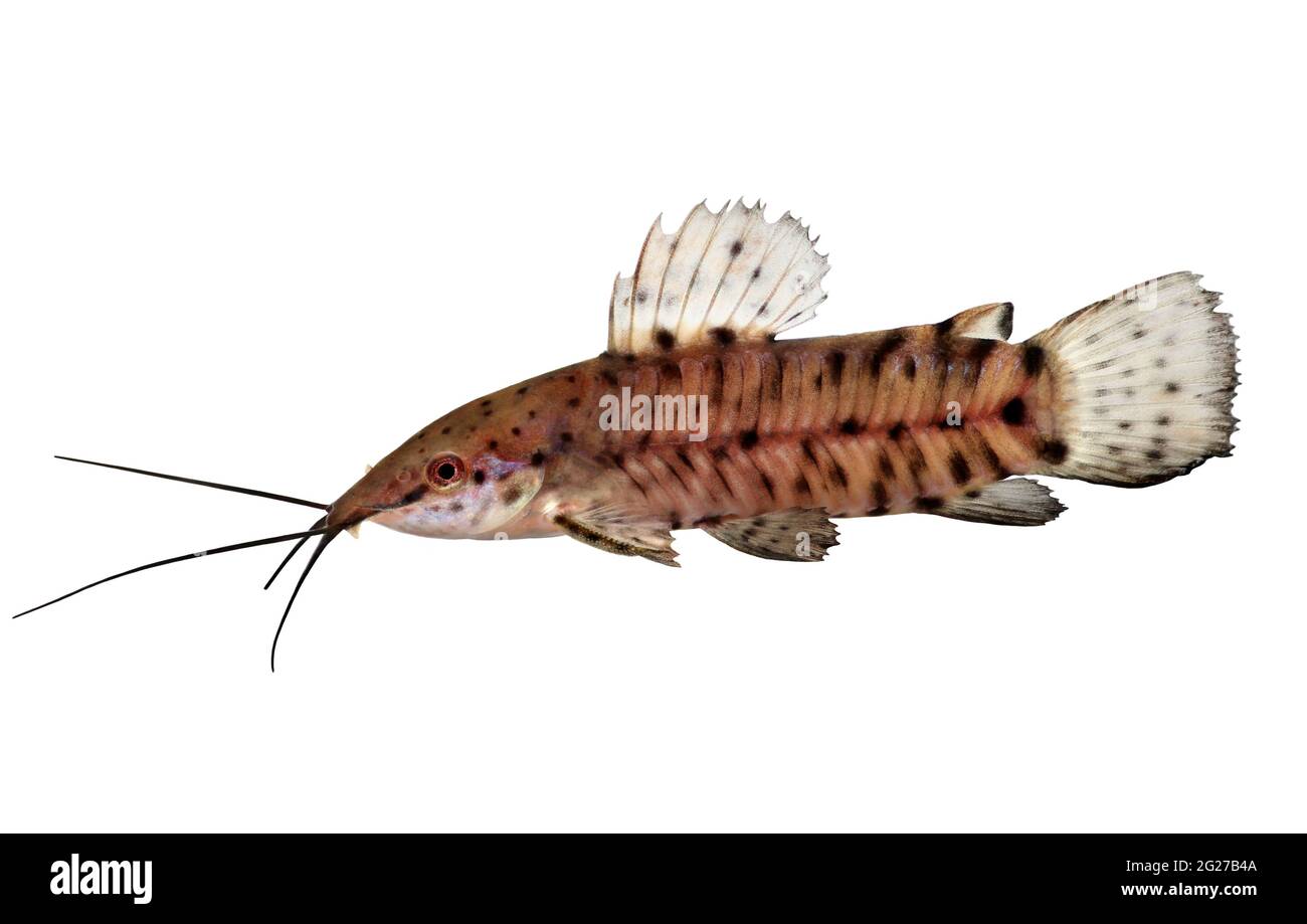 Poisson chat marin albinos Banque de photographies et d’images à haute ...