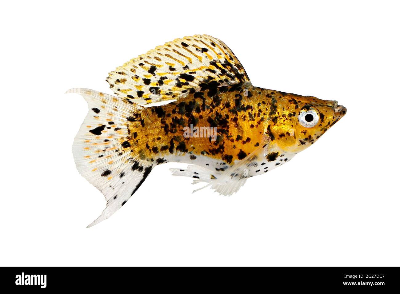 Balloon molly fish Banque de photographies et d’images à haute ...