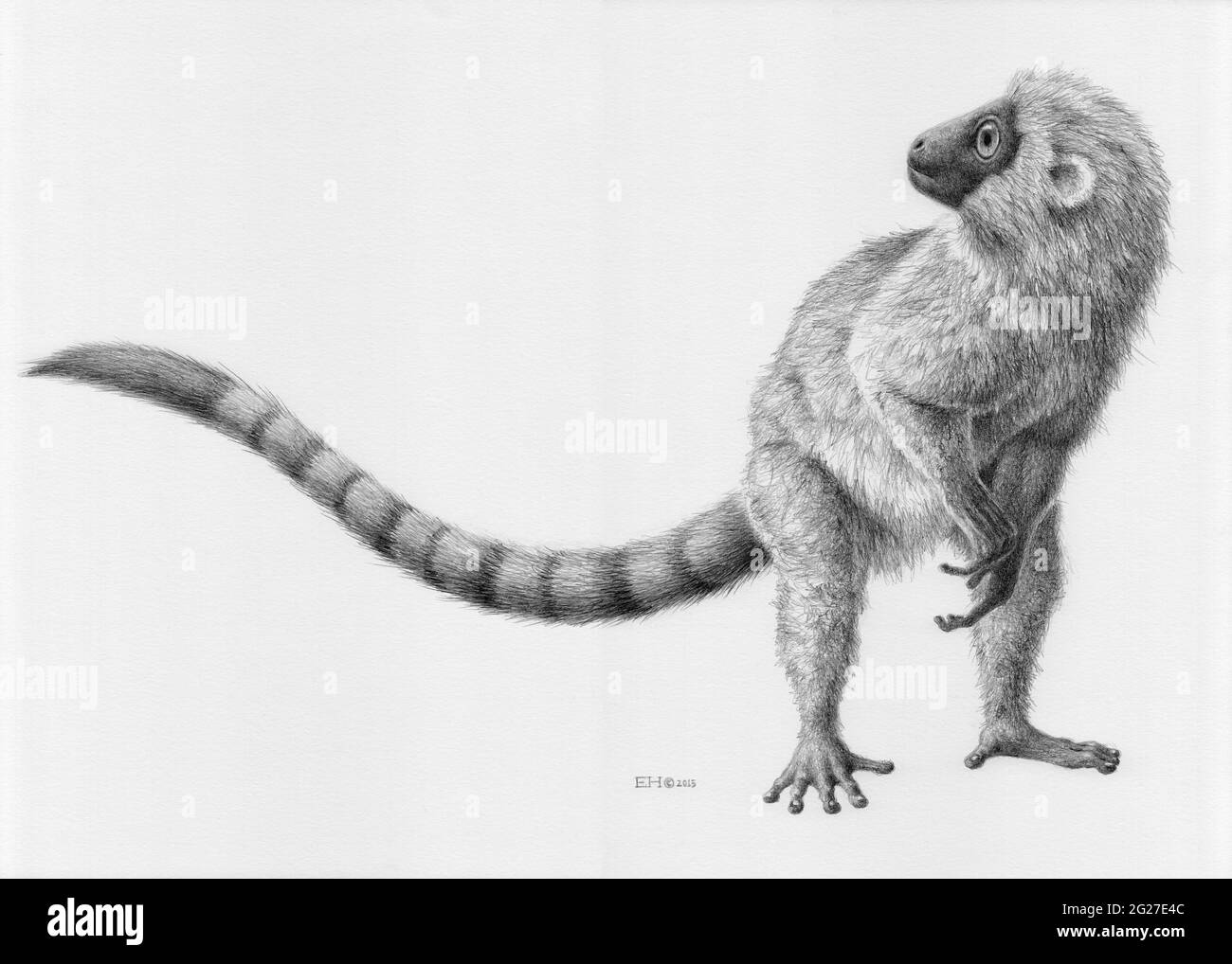 White background cutout primate Banque de photographies et d’images à ...